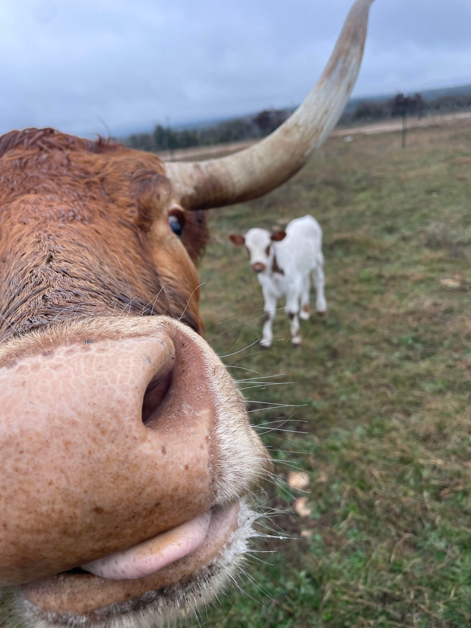 The Longhorn Shop: Authentic Texan Goods & Gifts